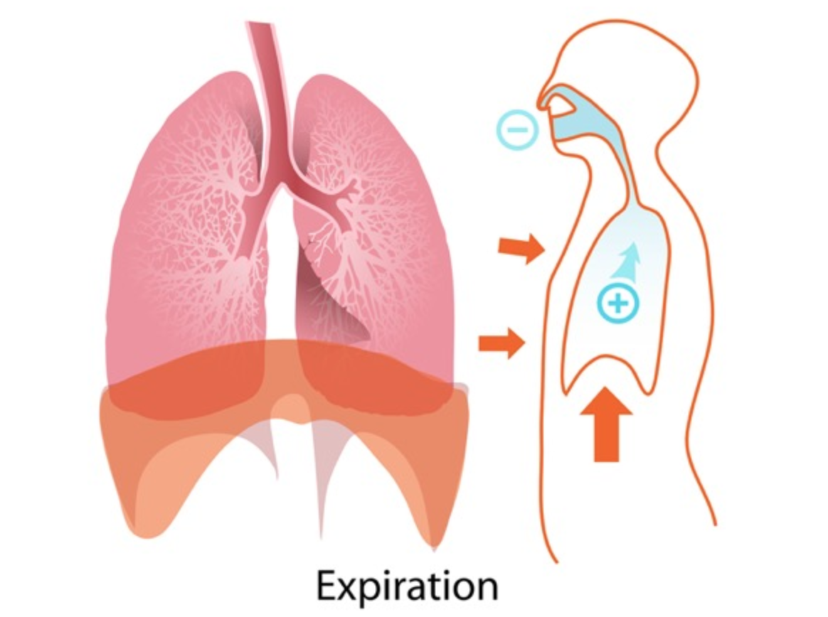 Breath Belt, The Diaphragm and Inspiratory Muscle Training - Bernd ...